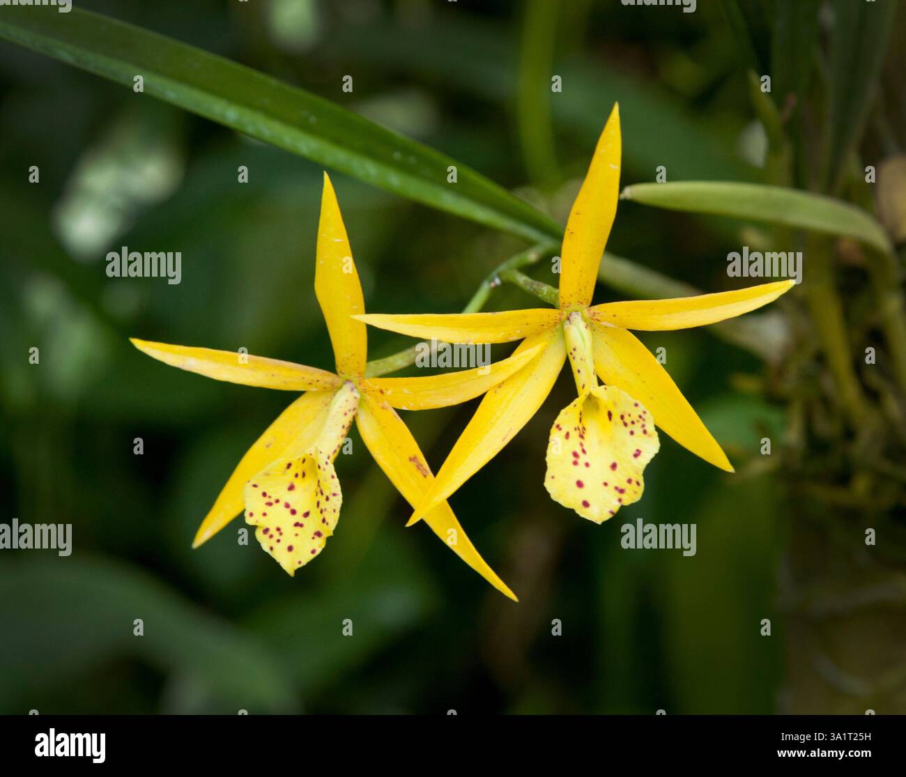 Orchid Brassocattleya, Yellow Bird Stock Photo - Alamy