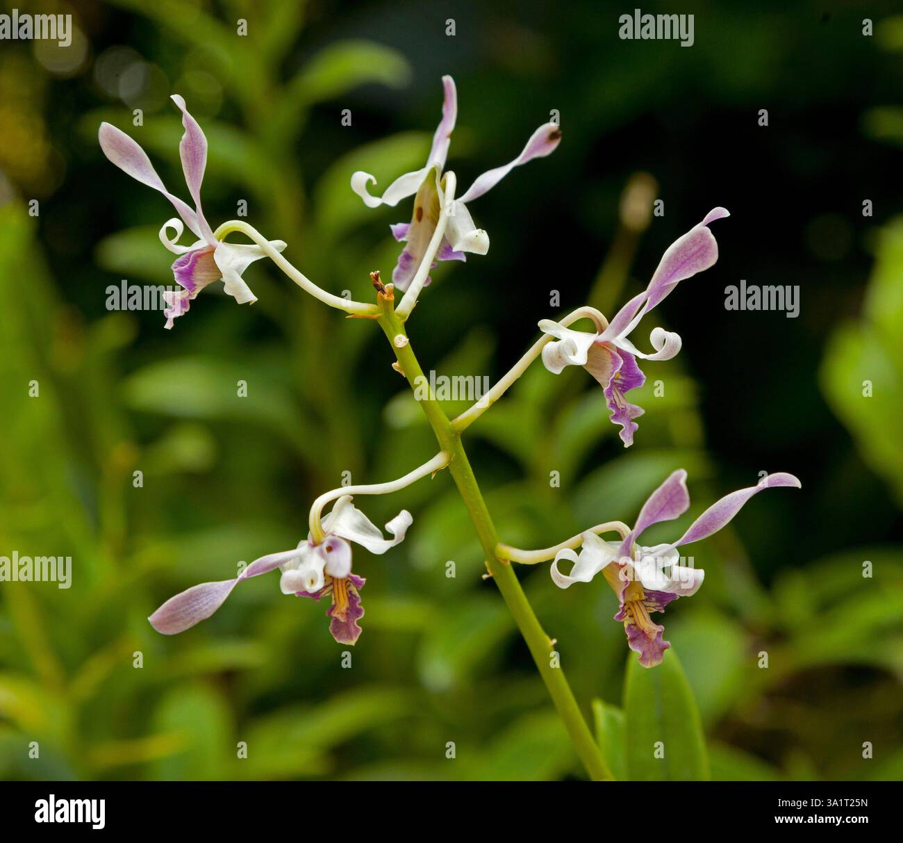 Dendrobium antennatum, the green antelope orchid Stock Photo - Alamy