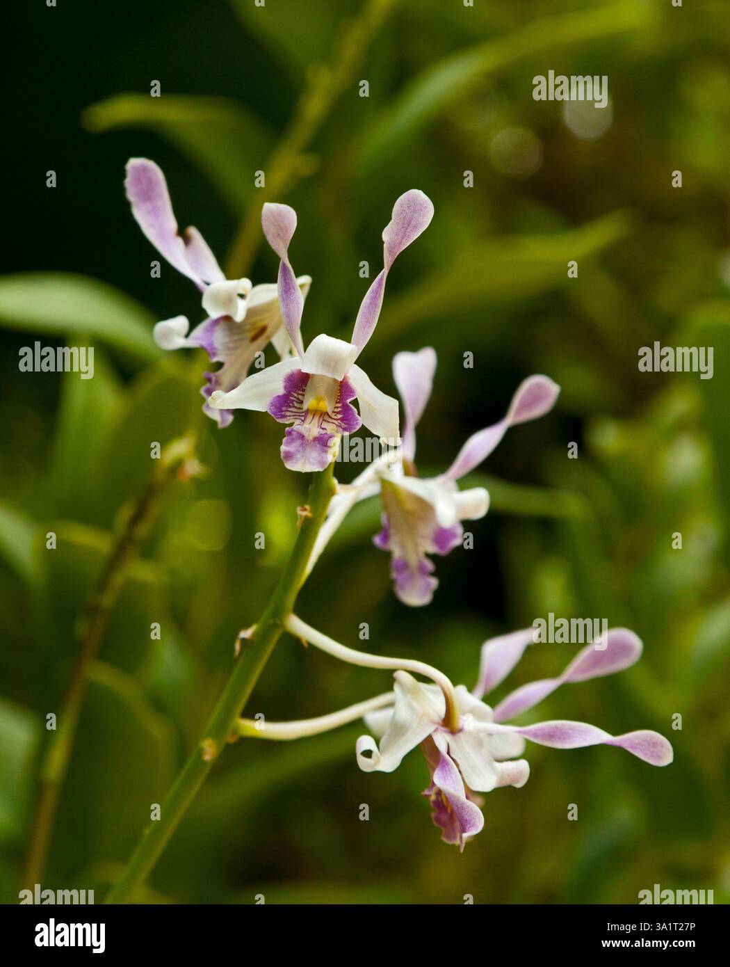 Dendrobium antennatum, the green antelope orchid Stock Photo - Alamy