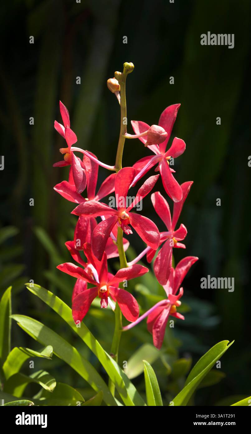 Arachnis hi-res stock photography and images - Alamy