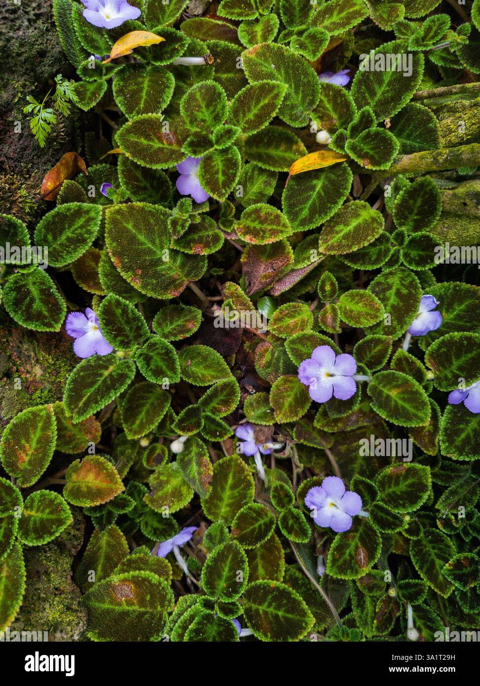 Flame violet, Episcia lilacina, Episcia cupreata Stock Photo - Alamy