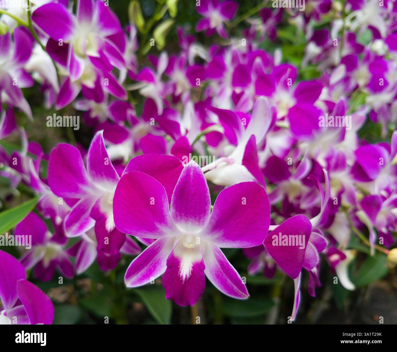 Dendrobium bigibbum, commonly known as the Cooktown orchid or mauve ...