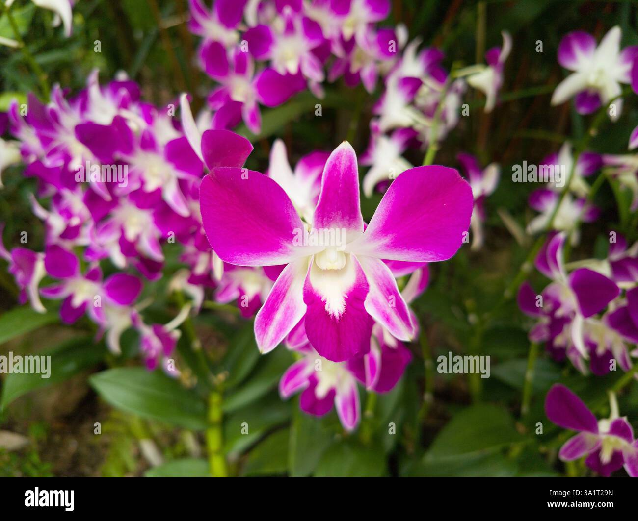 Dendrobium bigibbum, commonly known as the Cooktown orchid or mauve ...