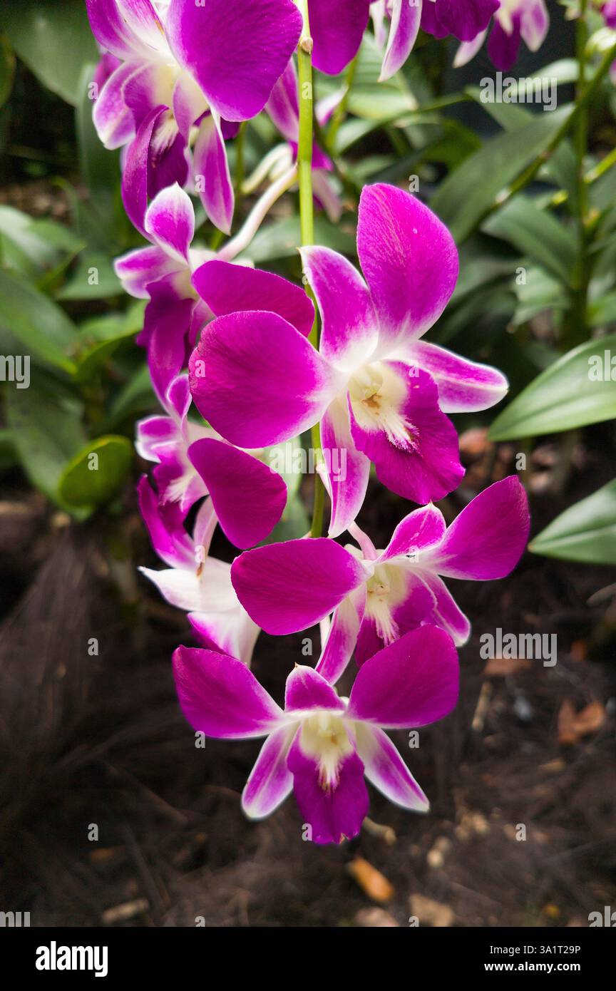 Dendrobium bigibbum, commonly known as the Cooktown orchid or mauve ...