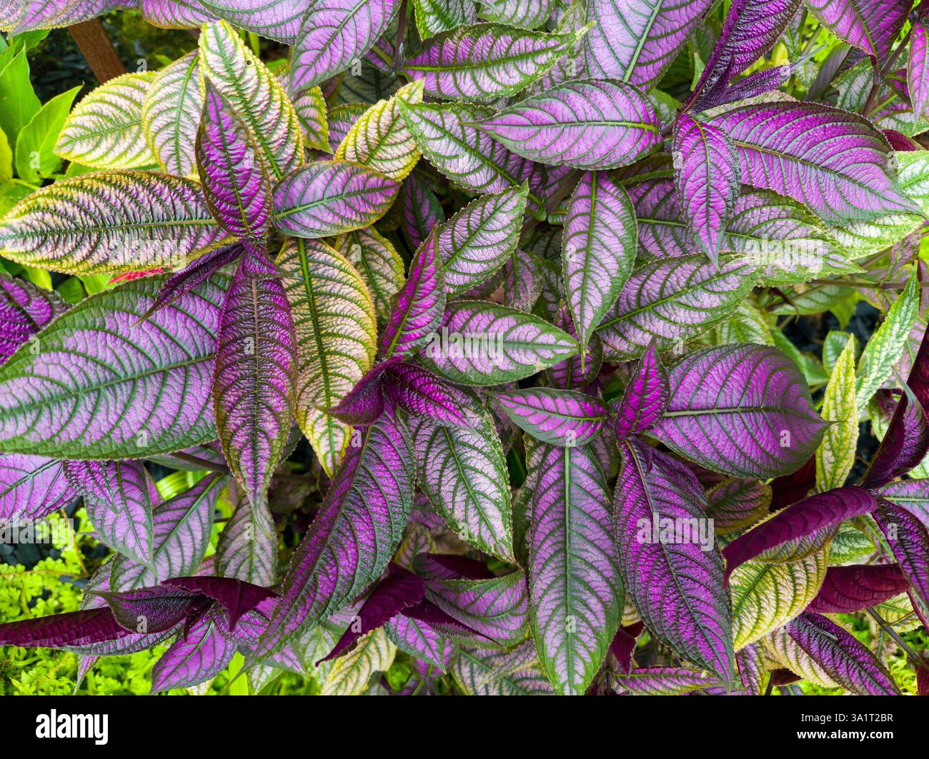 Strobilanthes dyeriana, the Persian shield or royal purple plant Stock ...