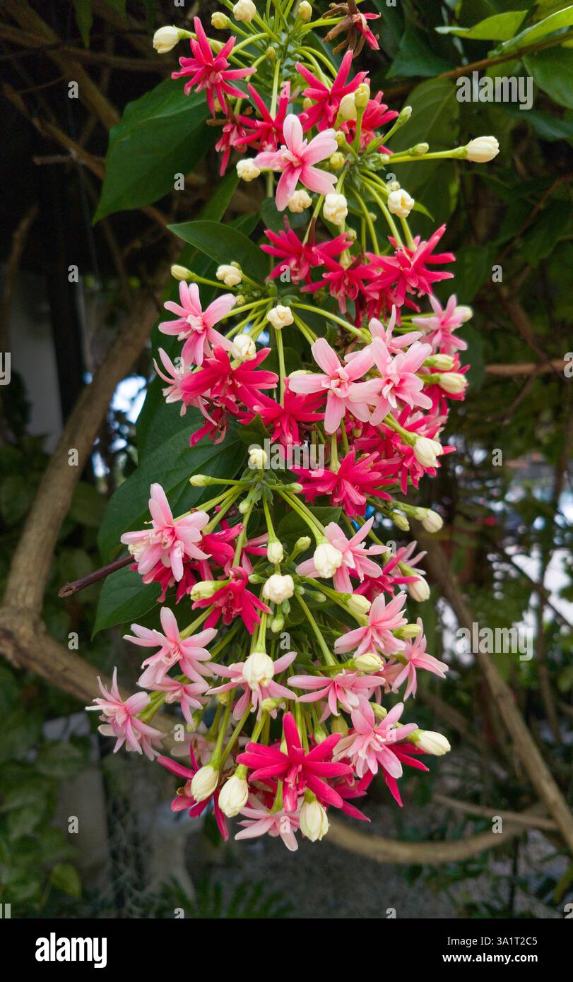 Combretum indicum, commonly known as the Rangoon creeper or Burma ...