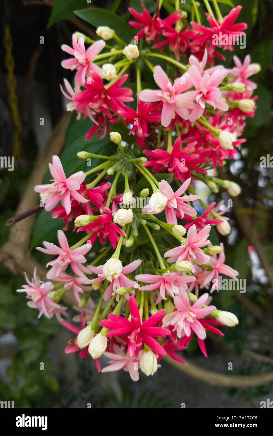 Combretum indicum, commonly known as the Rangoon creeper or Burma ...