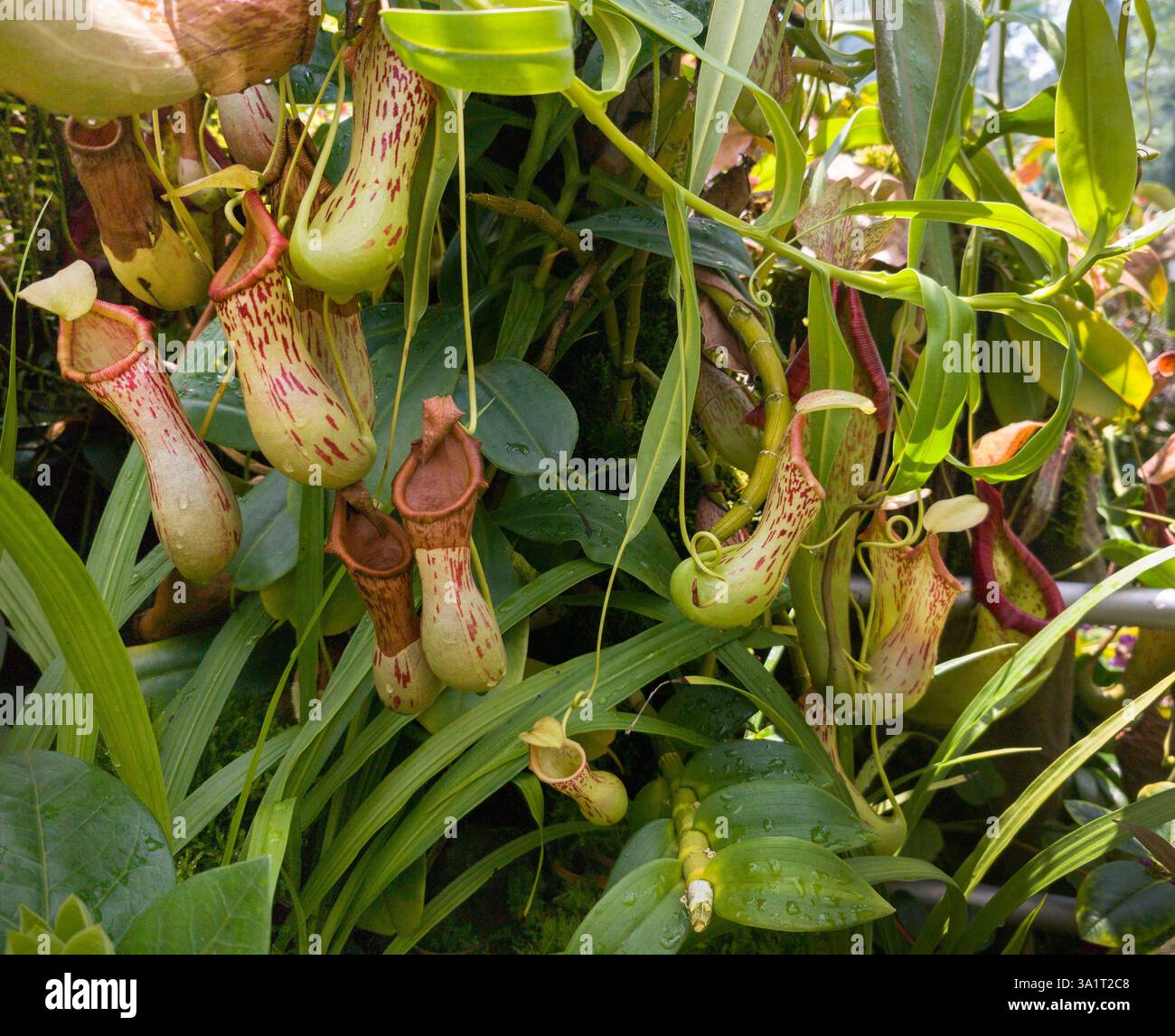 Nepenthes is a genus of carnivorous plants, also known as tropical ...