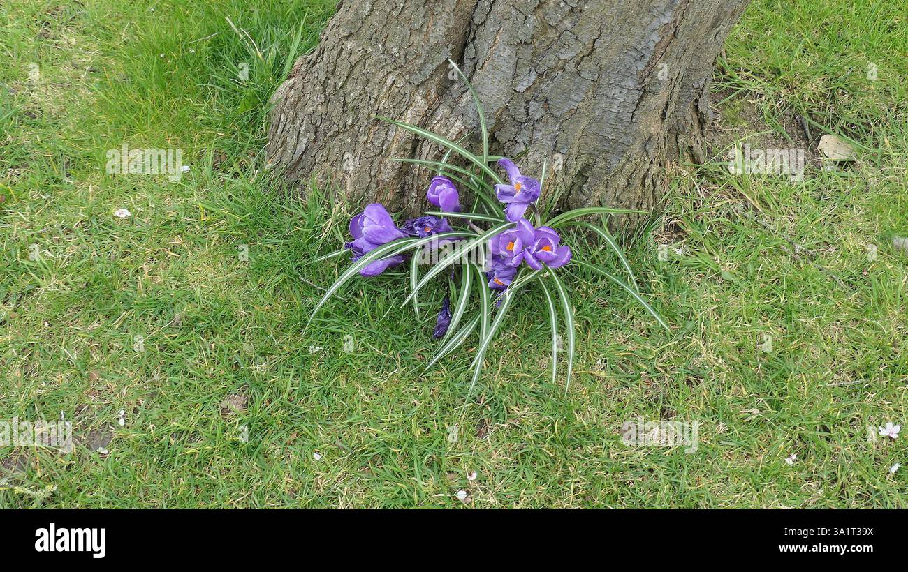 Underplanting tree hi-res stock photography and images - Alamy