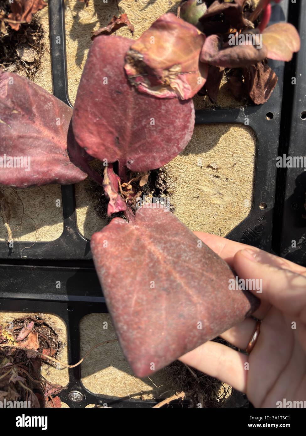Substrate vertical hydroponics hi-res stock photography and images - Alamy