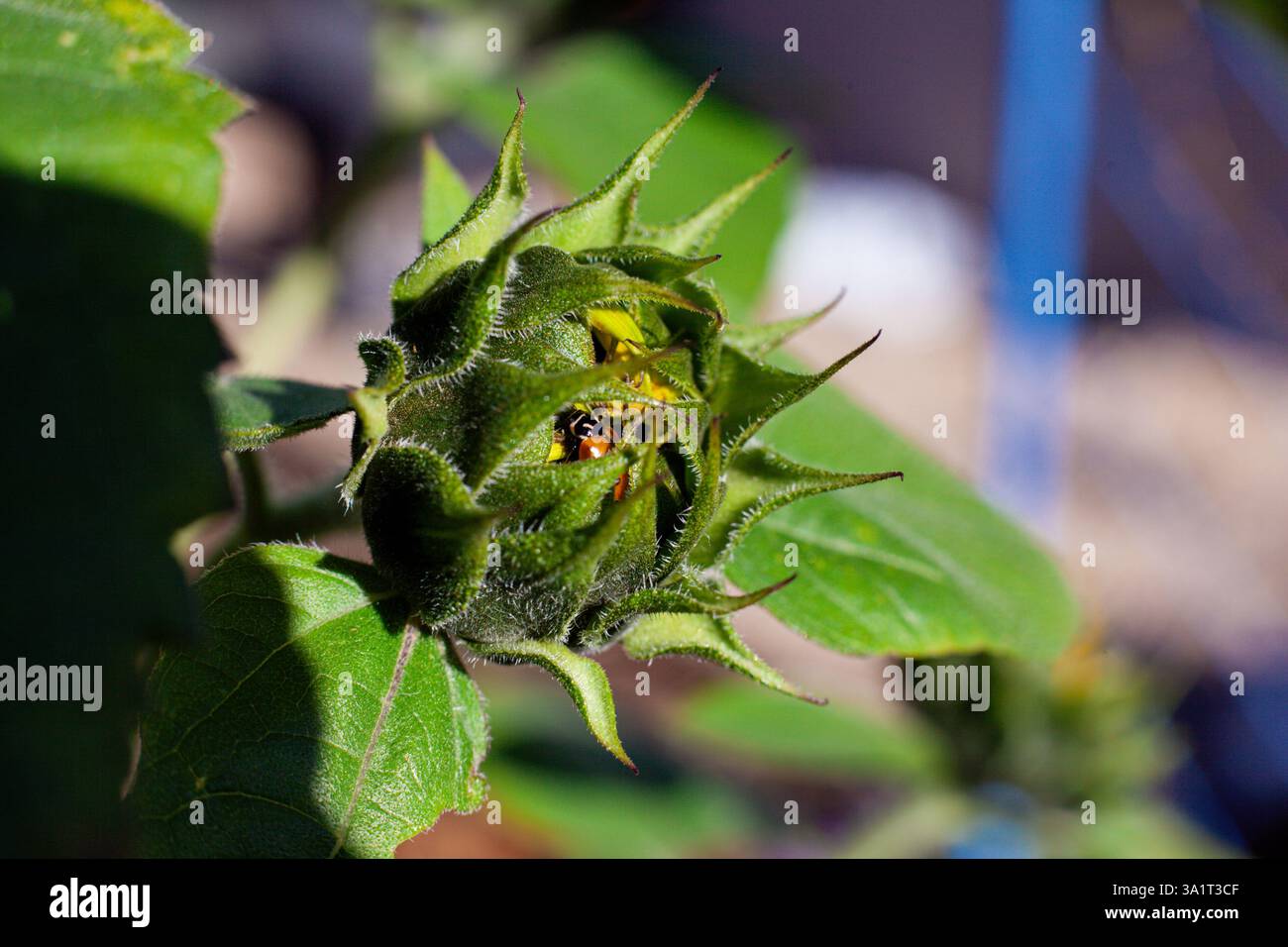 Ladybug nestled inside a budding sunflower under sunlight Stock Photo ...