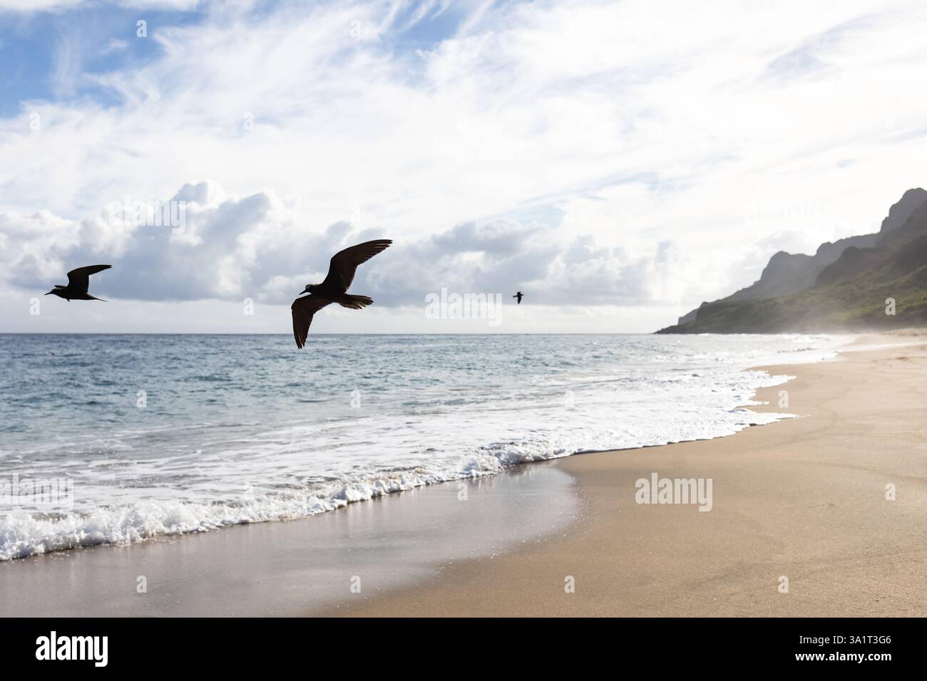 Birds Fly Above the Beach of Kauai Stock Photo - Alamy