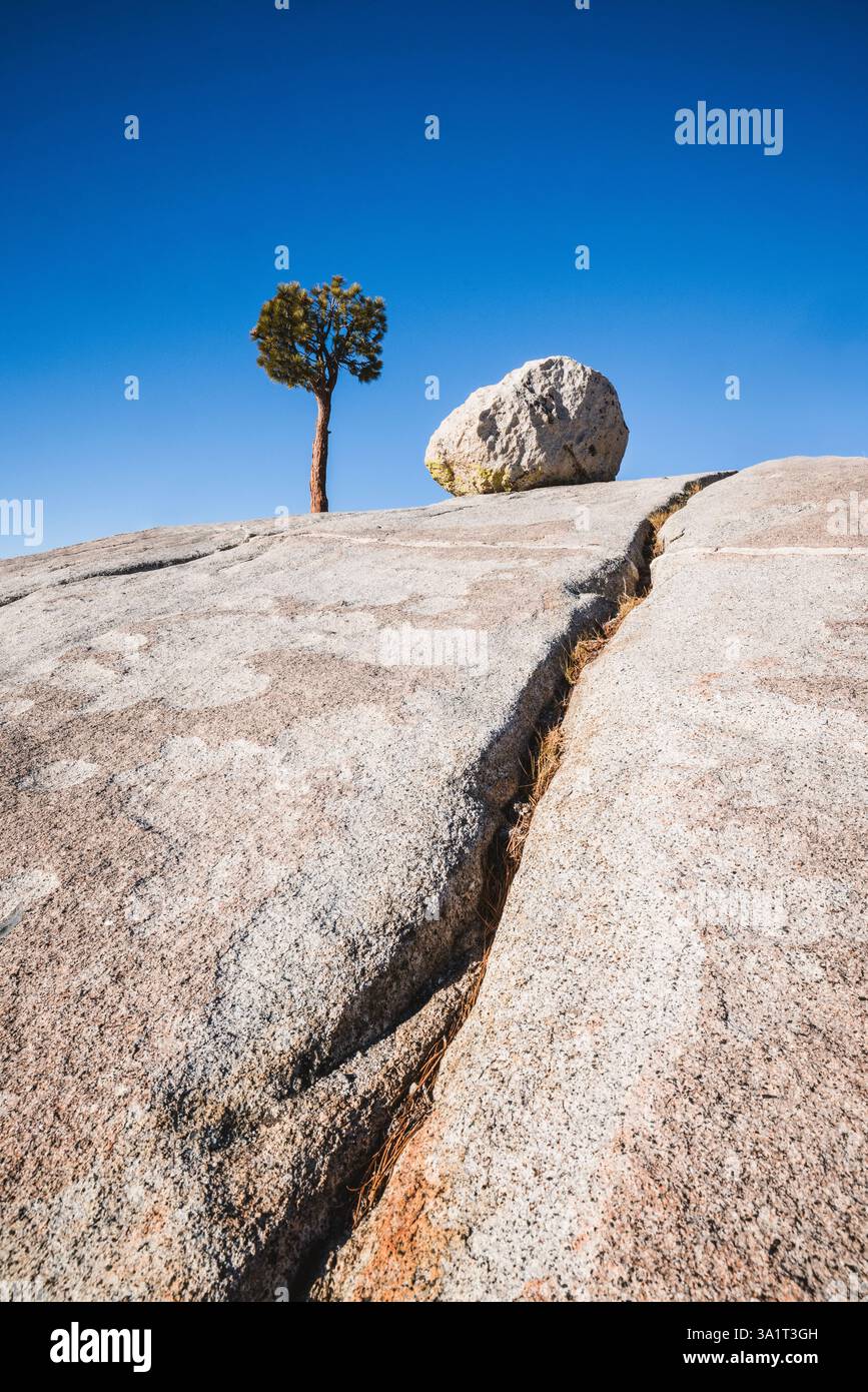 Boulder, tree, cracked granite along Tioga Road, Yosemite park Stock Photo - Alamy