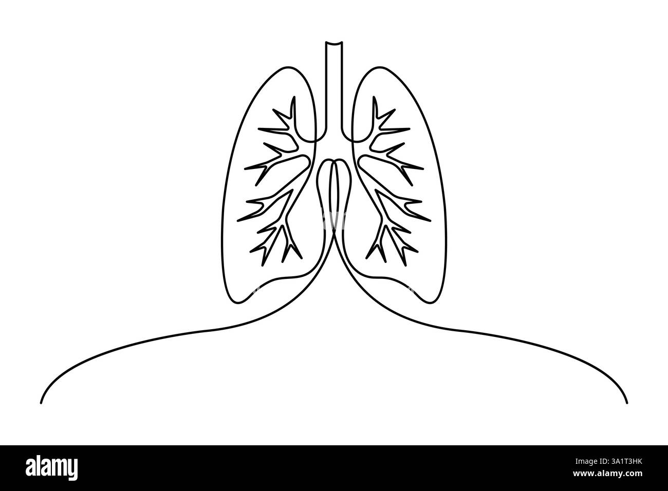 Anatomical human lungs continuous one line drawing vector illustration ...