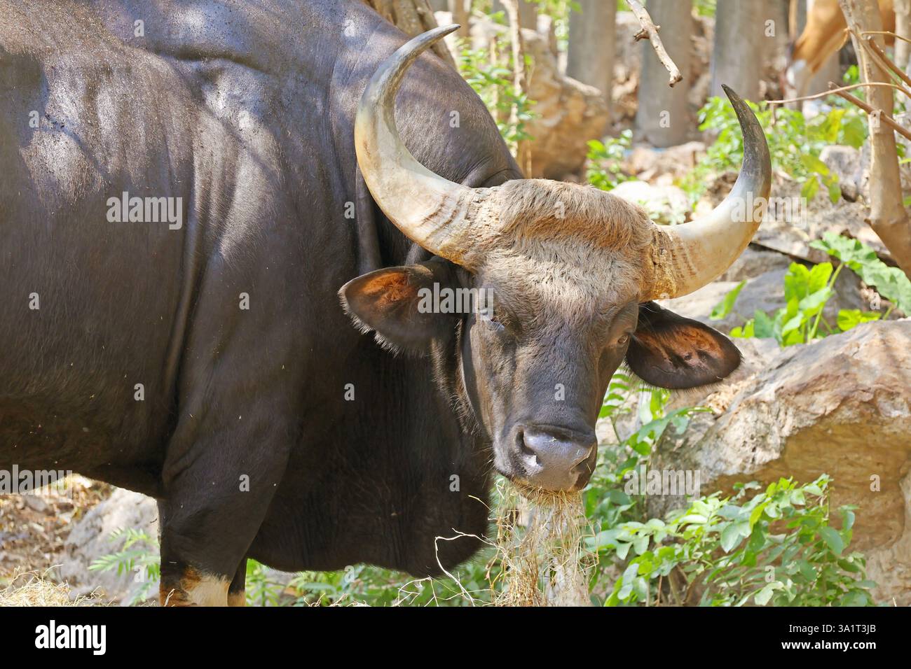 Closeup of a Male Banteng (Bos Javanicus) Eating Hay in Dry Season ...