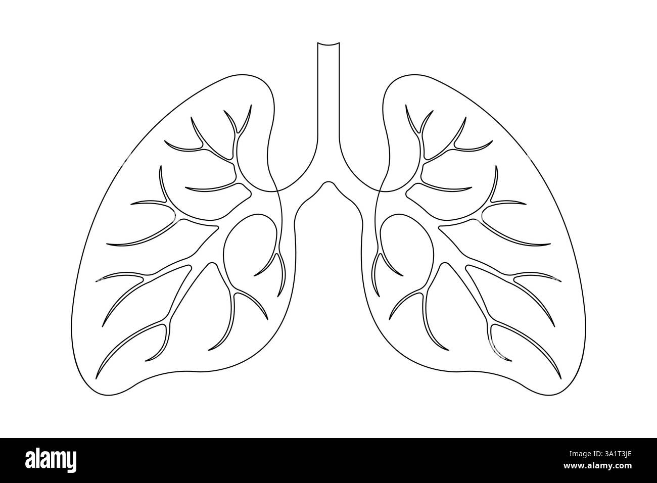 Anatomical human lungs continuous one line drawing vector illustration ...