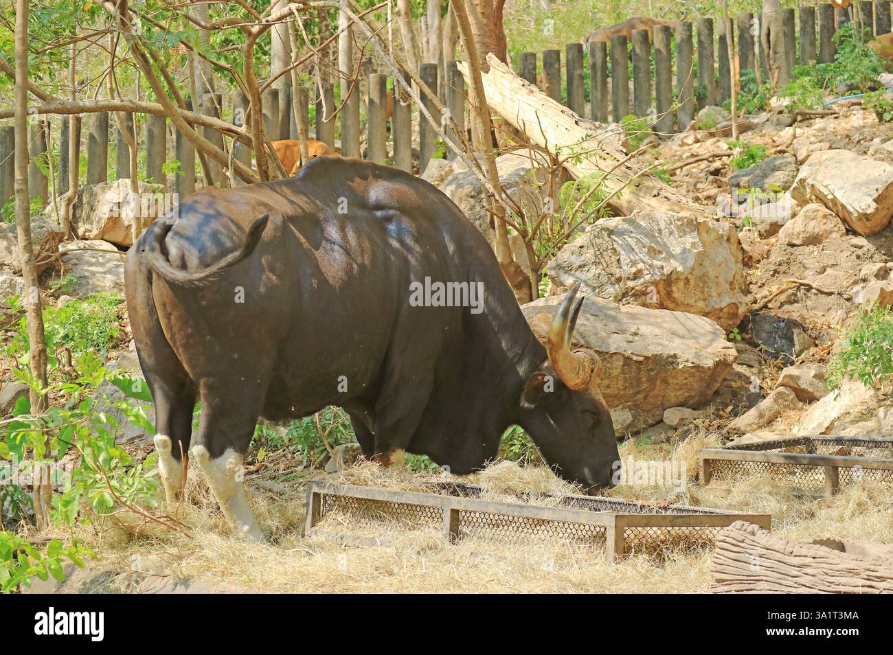 Wild bovine species hi-res stock photography and images - Alamy