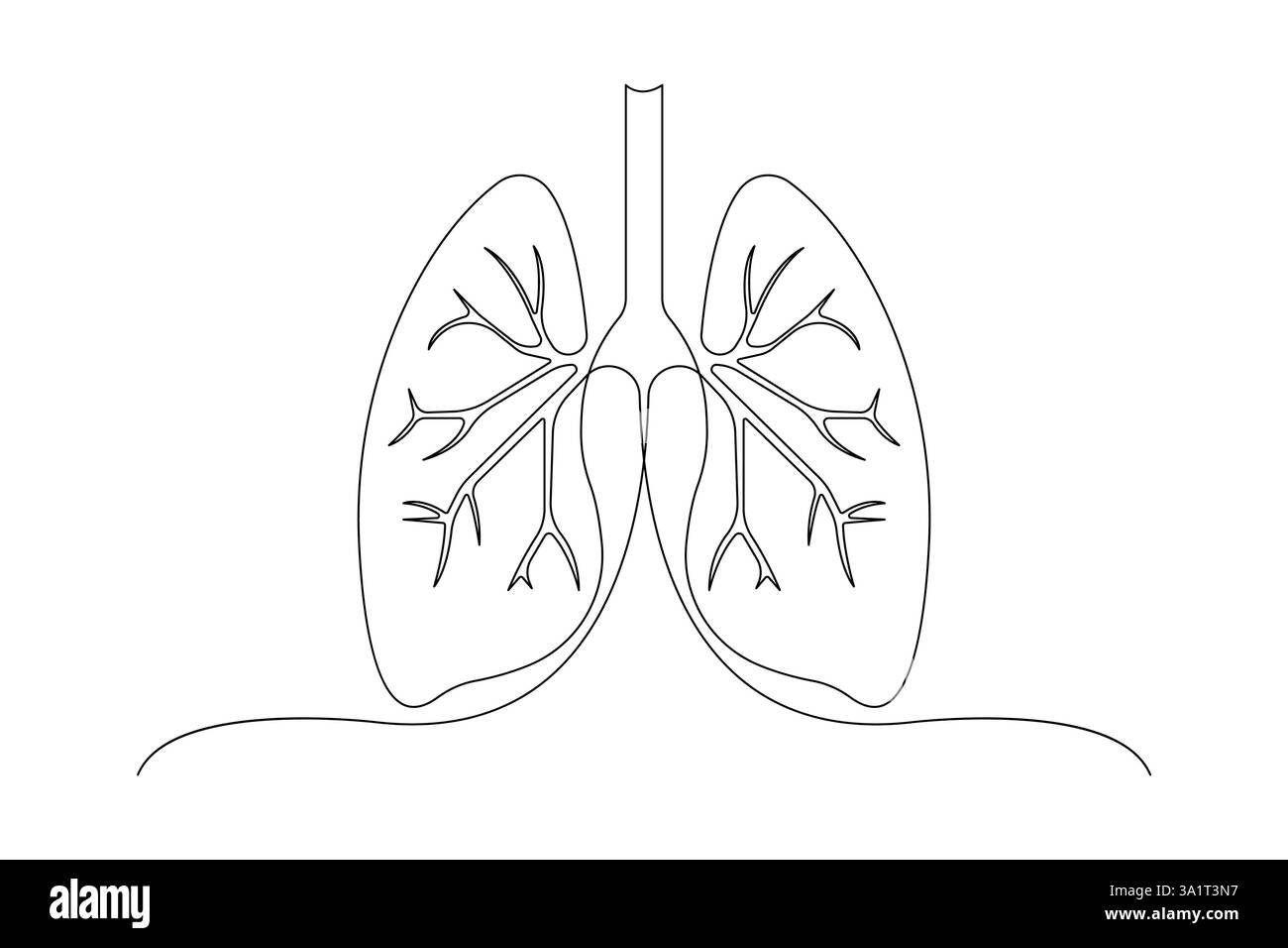 Anatomical human lungs continuous one line drawing vector illustration ...