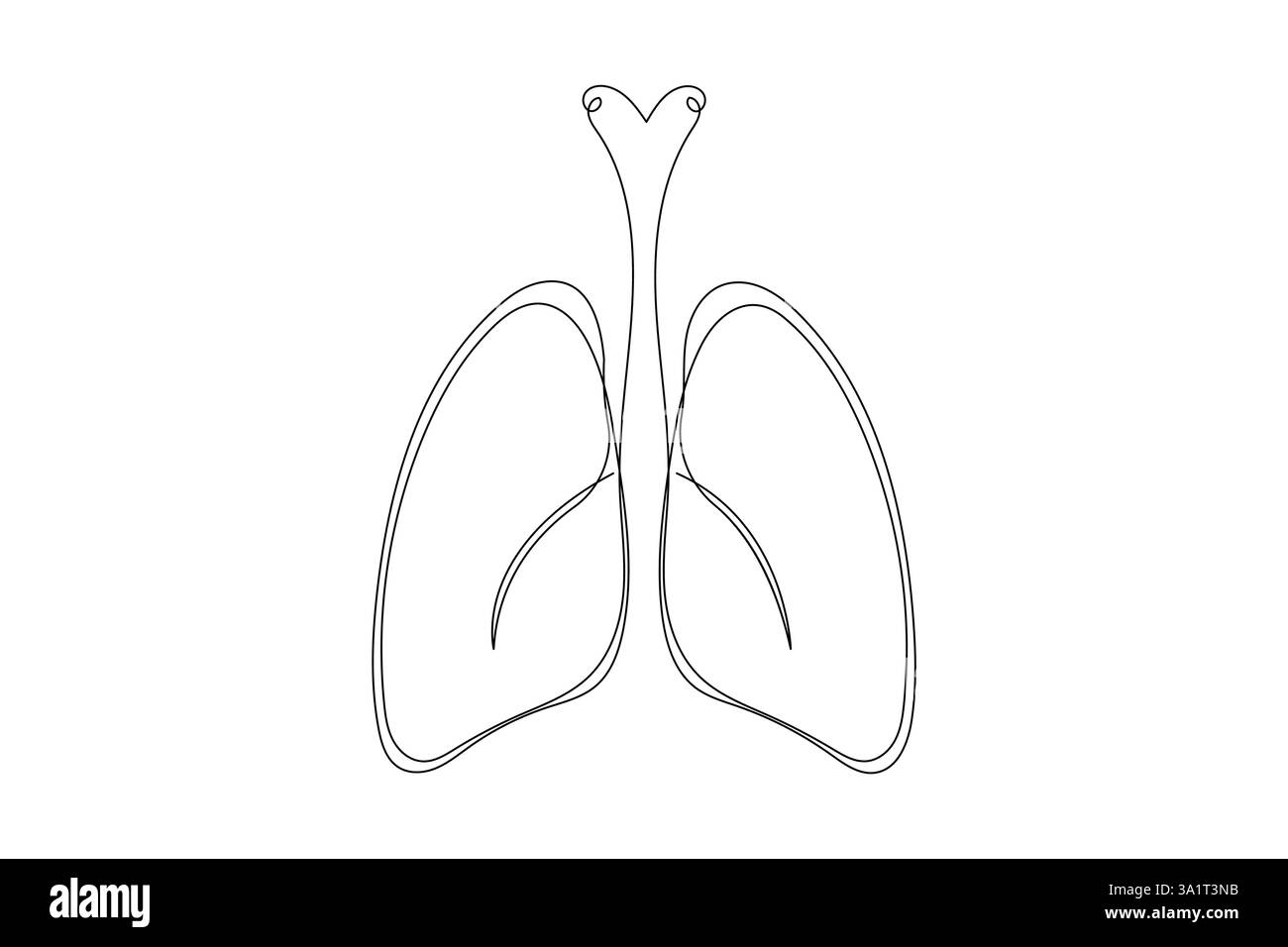 Anatomical human lungs continuous one line drawing vector illustration ...