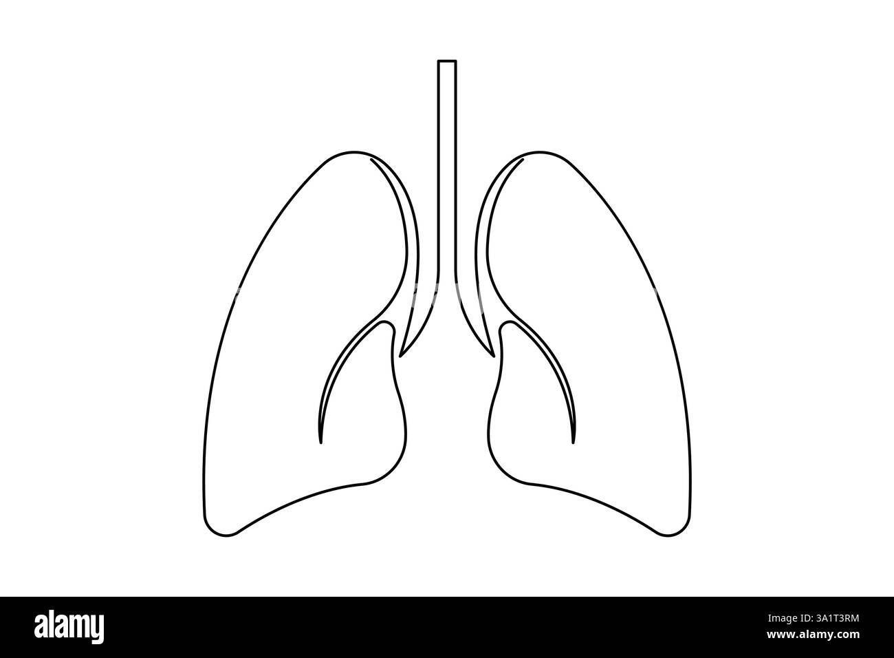 Anatomical human lungs continuous one line drawing vector illustration ...