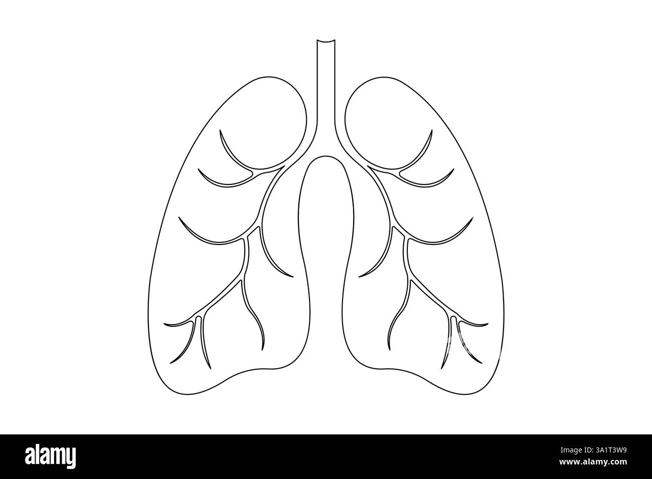 Anatomical human lungs continuous one line drawing vector illustration ...