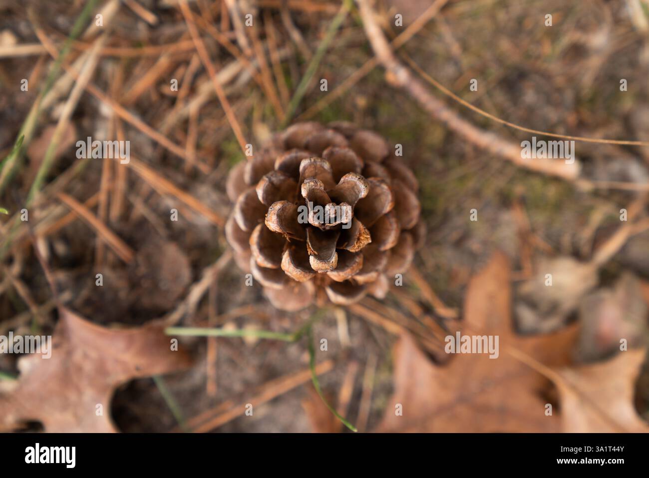 Cone patterns hi-res stock photography and images - Alamy
