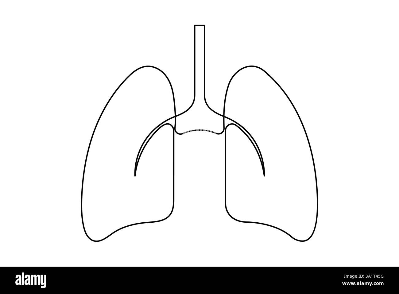 Anatomical human lungs continuous one line drawing vector illustration ...