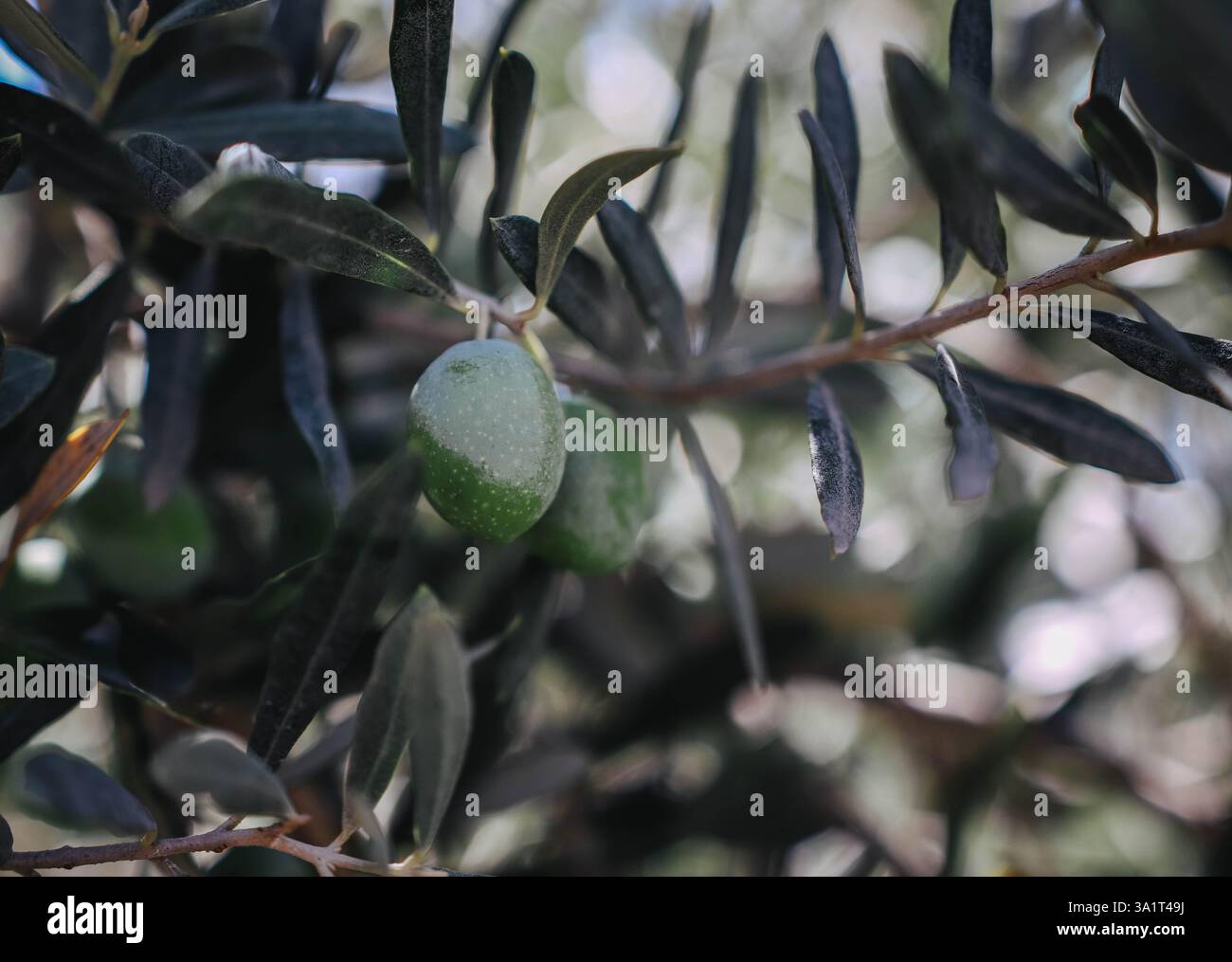 Olive tree garden hi-res stock photography and images - Alamy