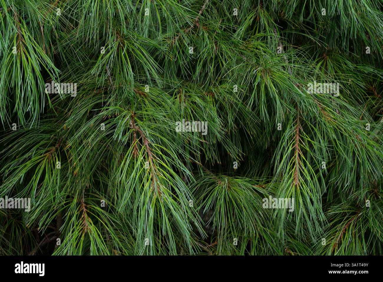 Long needles on pine tree hi-res stock photography and images - Alamy