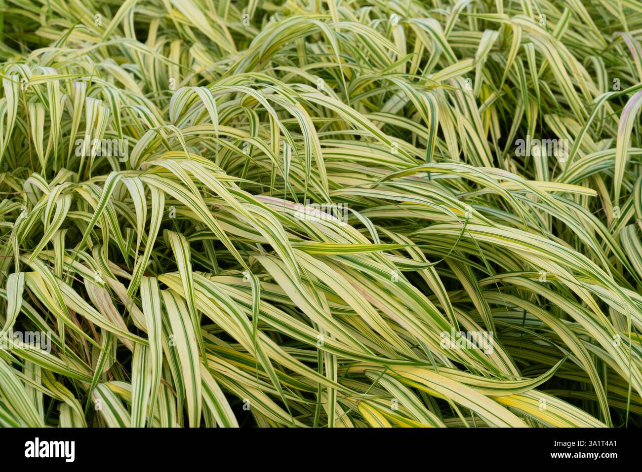 Yellow and Green Variegated Grasses Stock Photo - Alamy