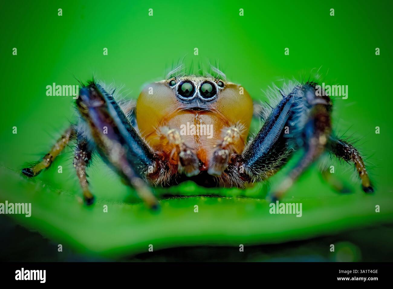closeup of Jumping spider with prey Stock Photo - Alamy