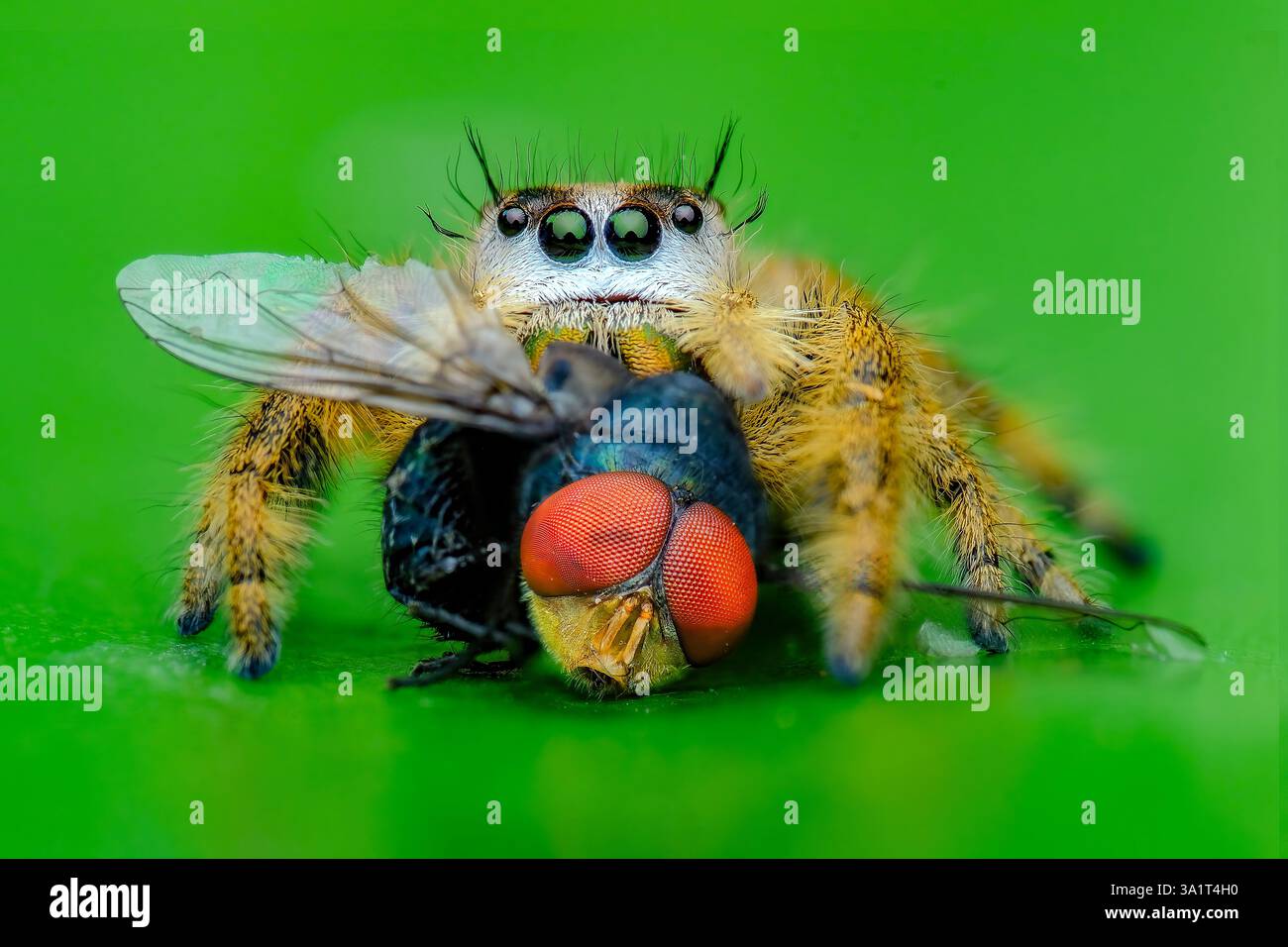 closeup of Jumping spider with prey Stock Photo - Alamy