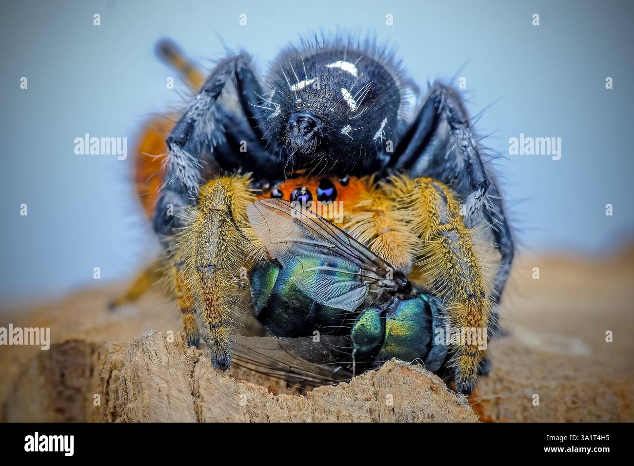 closeup of Jumping spider with prey Stock Photo - Alamy