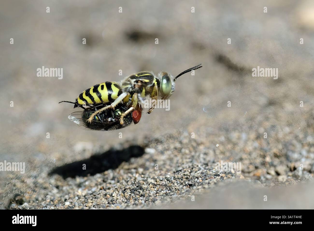 Yellow wasps are flying while carrying flies to prey on Stock Photo - Alamy
