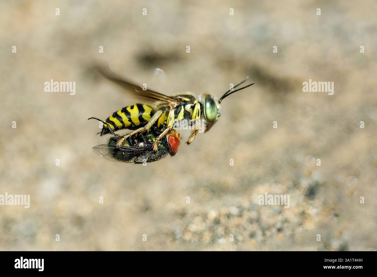 Yellow wasps are flying while carrying flies to prey on Stock Photo - Alamy