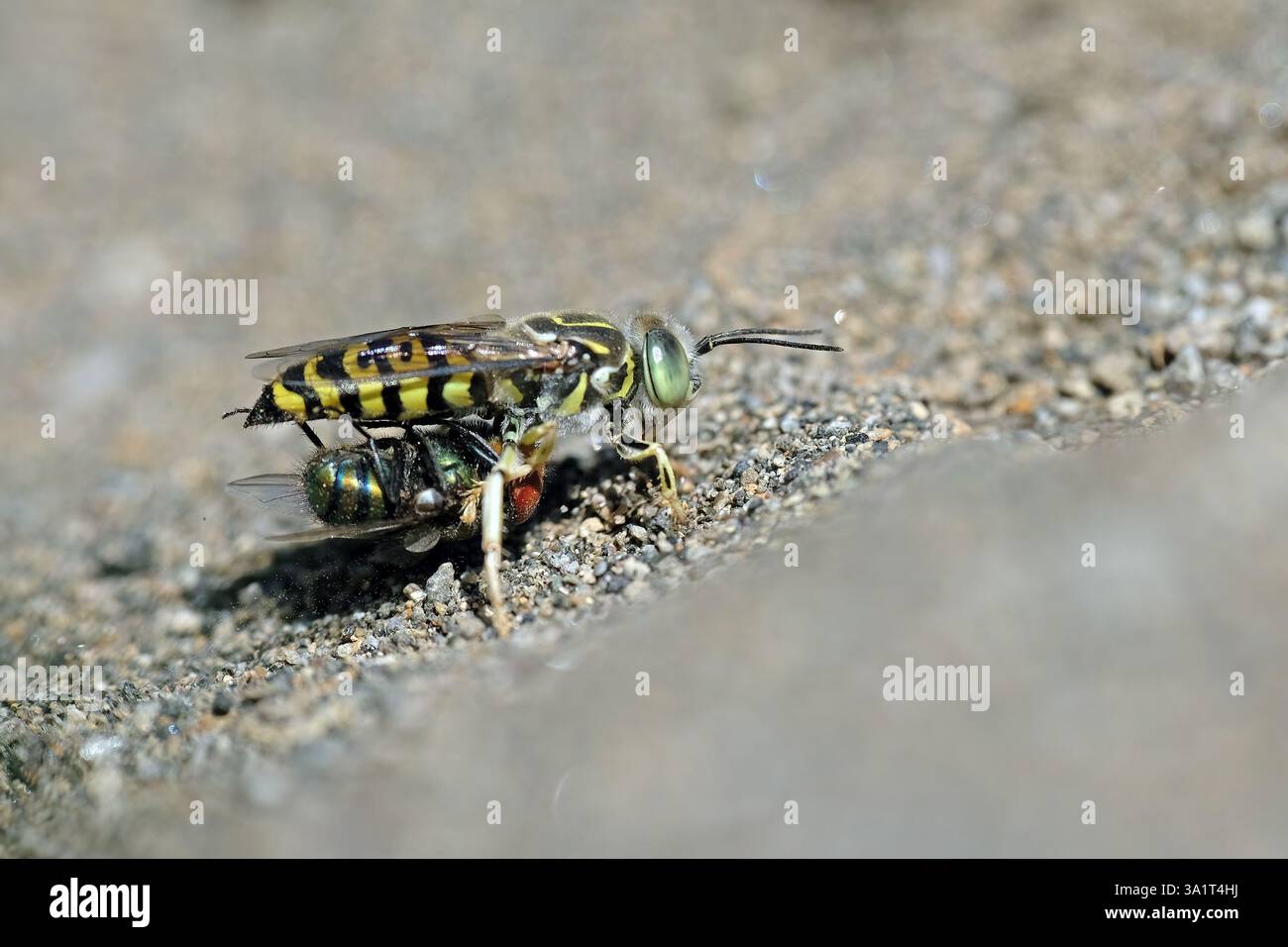 Yellow wasps are flying while carrying flies to prey on Stock Photo - Alamy
