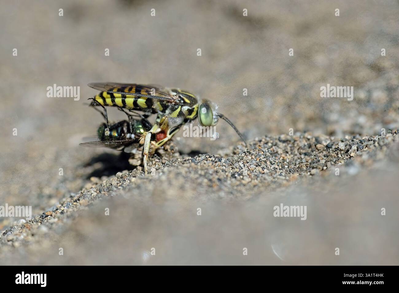 Yellow wasps are flying while carrying flies to prey on Stock Photo - Alamy