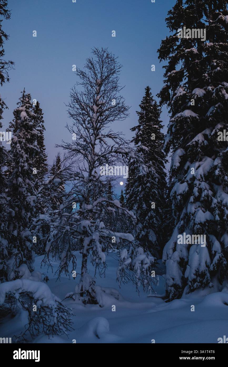 Snow-covered trees with the moon visible through branches at twi Stock ...