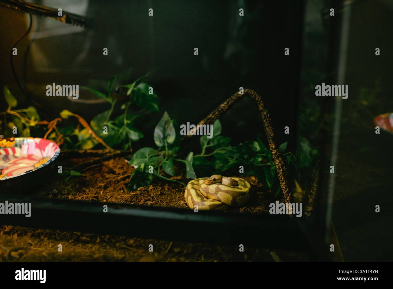 Pet snake coiled in reptile habitat with plants and substrate Stock ...