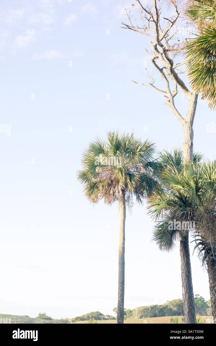 Tall palm trees with a clear blue sky and distant greenery Stock Photo ...