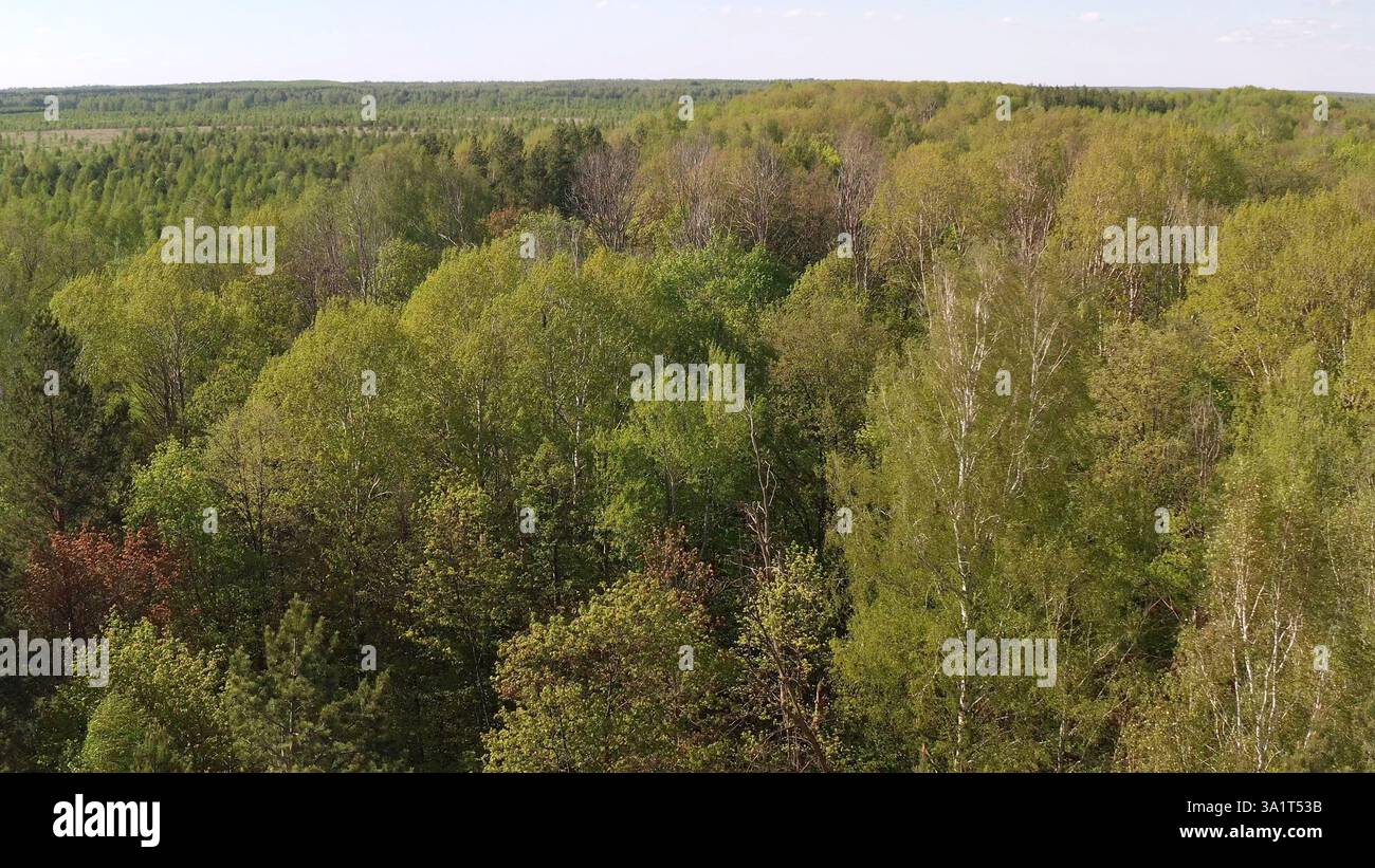 Summer forest of mixed trees. Aerial view of spring green forest early ...
