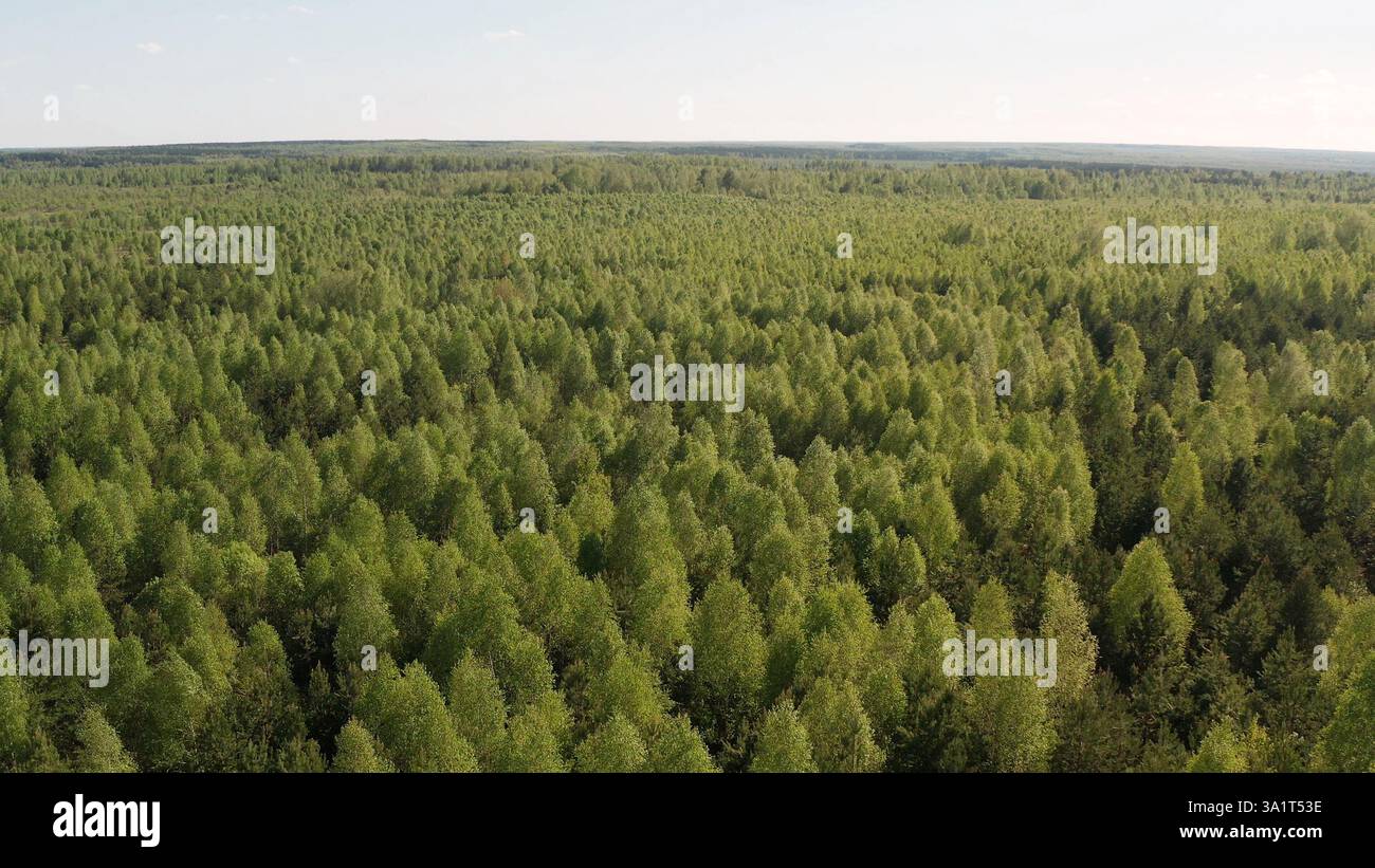 Aerial drone shot of beautiful scenery. Flying over the green trees ...