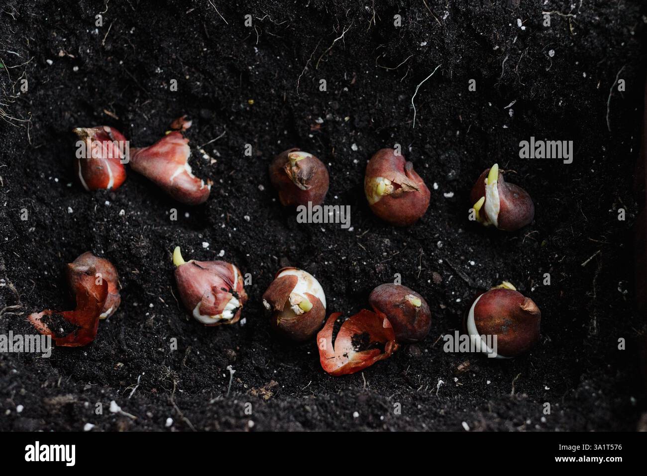 Tulip Bulbs Arranged in Fresh Soil for Planting Stock Photo - Alamy