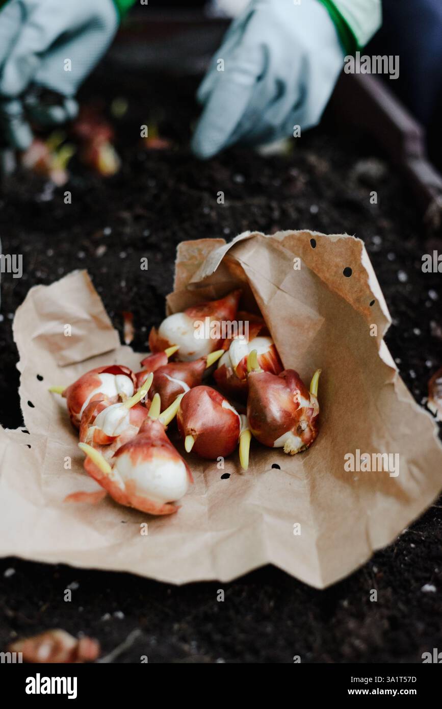 Gardener Planting Fresh Tulip Bulbs in Soil Stock Photo - Alamy