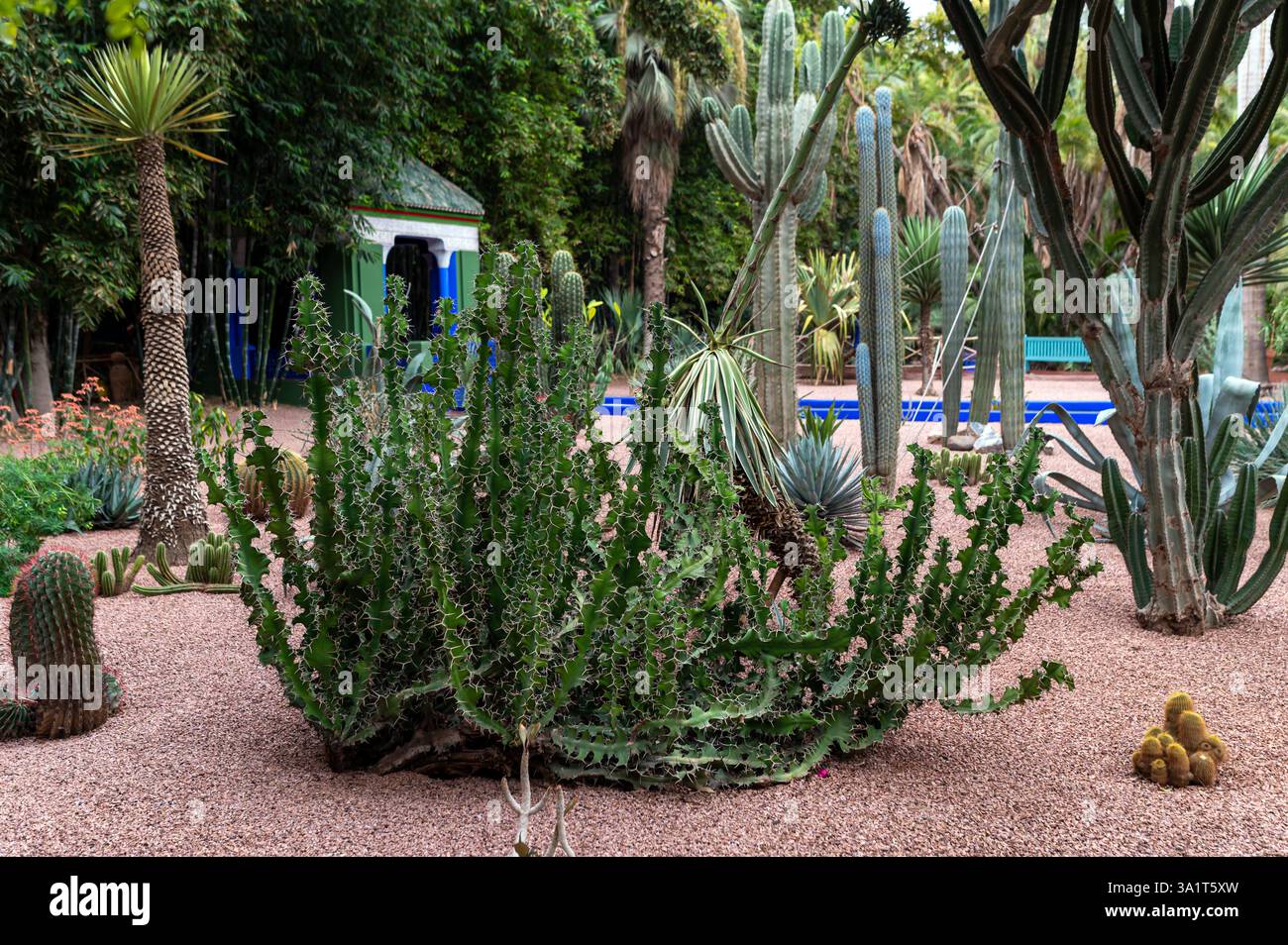 Marrakech, Morocco - February 18, 2025: Visitors enjoy the lush ...
