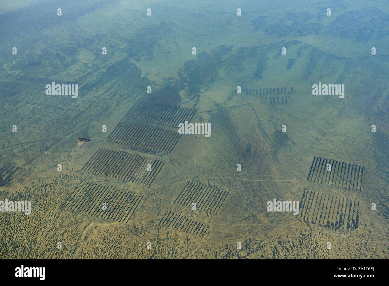 Oyster beds in Whitstable Bay, Kent, 2024 Stock Photo - Alamy