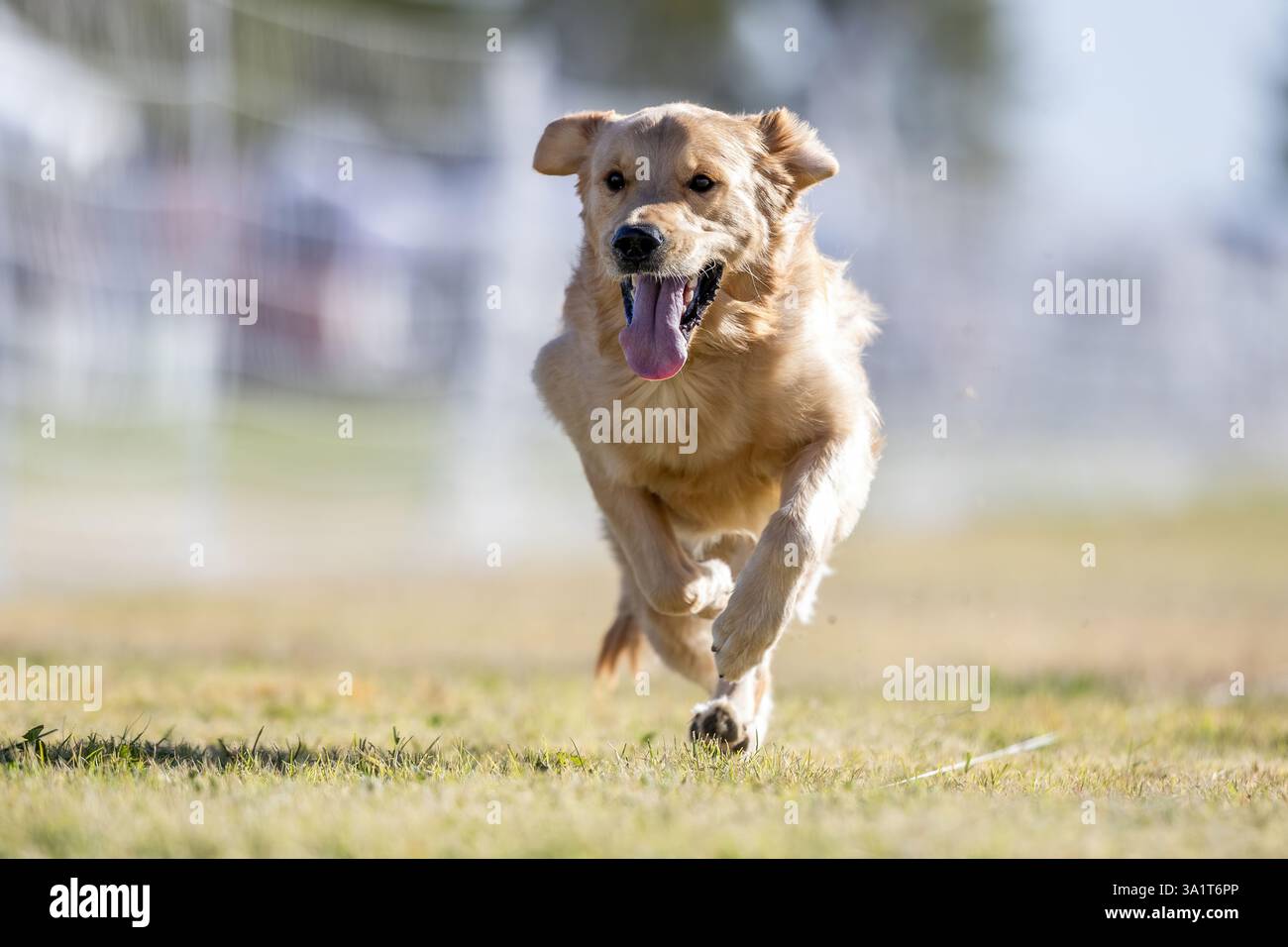 Golden Retriever Running Lure Course Sprint Dog Sport Stock Photo - Alamy