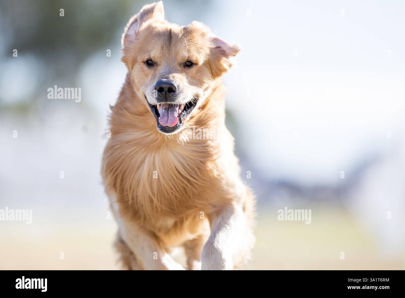 Golden Retriever Running Lure Course Sprint Dog Sport Stock Photo - Alamy