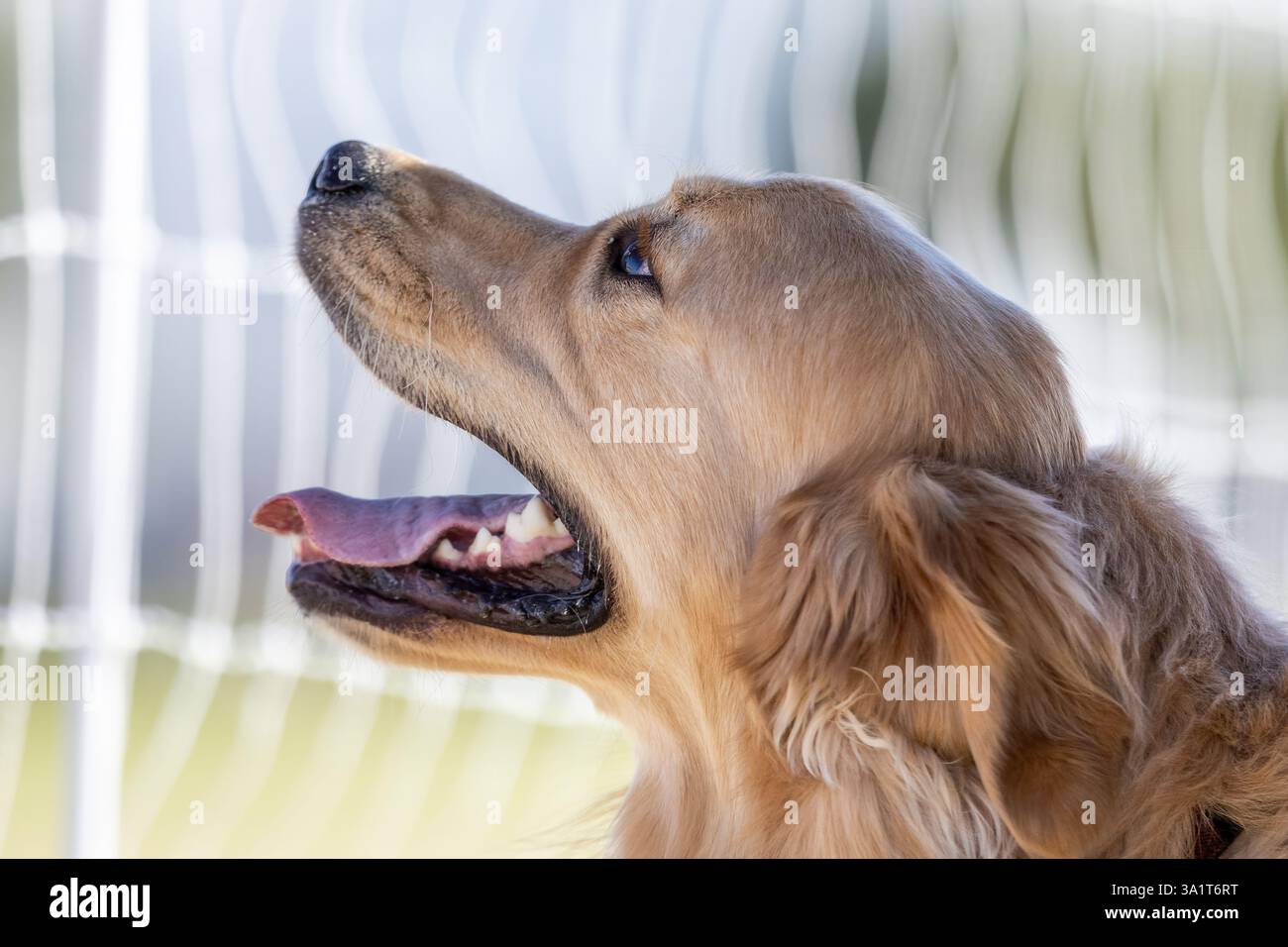 Golden Retriever Running Lure Course Sprint Dog Sport Stock Photo - Alamy