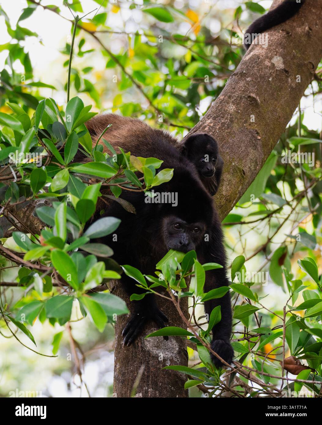 Howler monkey with baby eating leaves in a tree in Costa Rica Stock ...